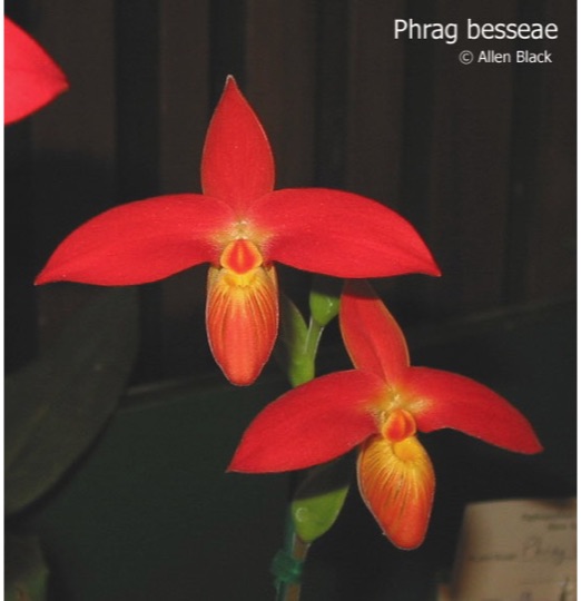 SOA MAIN Supporting Members Join SOA Payment Center Contact Us! Journal ...