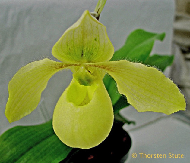 SOA MAIN Supporting Members Join SOA Payment Center Contact Us! Journal ...