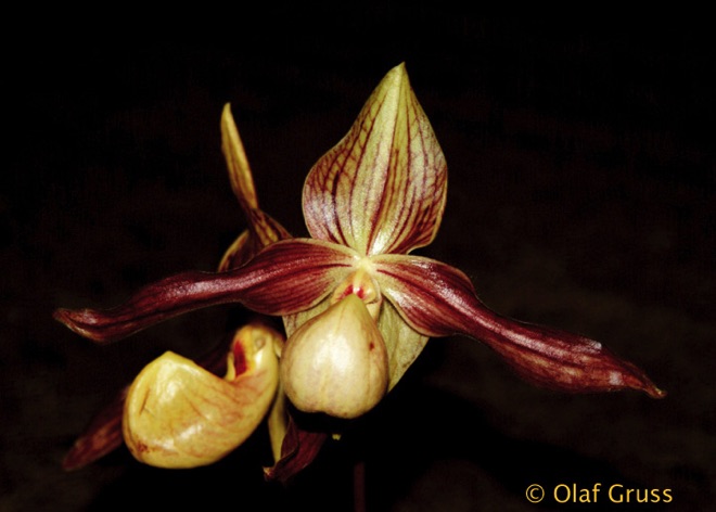 SOA MAIN Supporting Members Join SOA Payment Center Contact Us! Journal ...